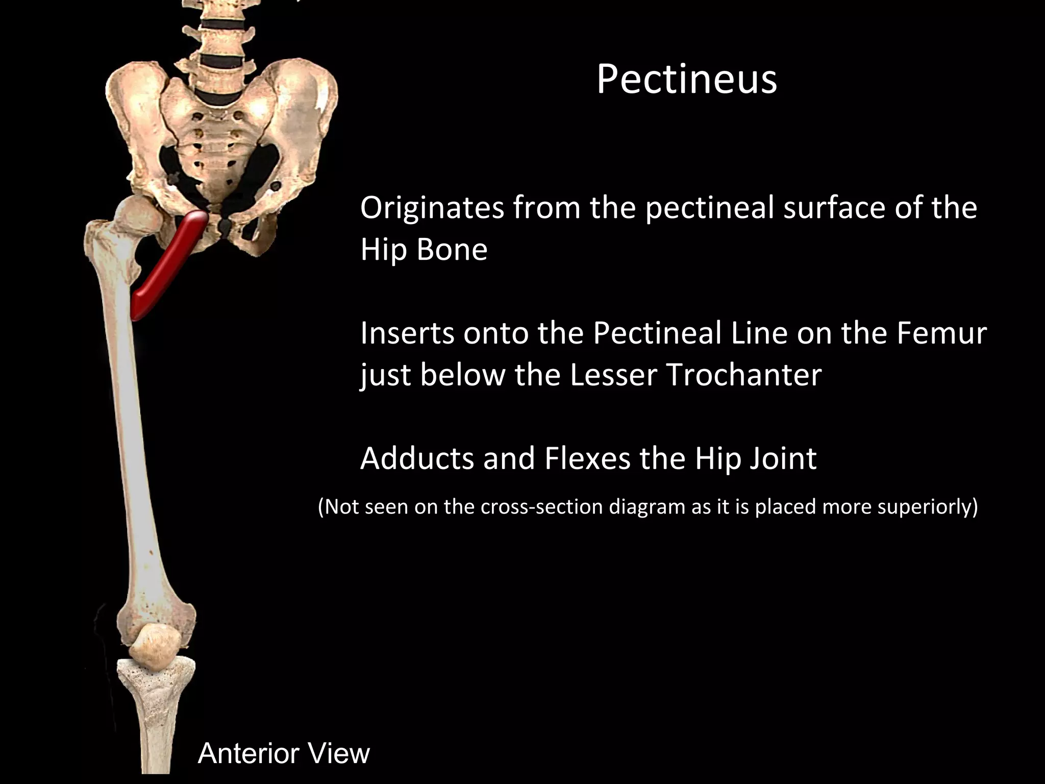 Slideshow: Posterior Thigh Adductors | PPT