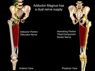 Adductor Hamstring Portion
