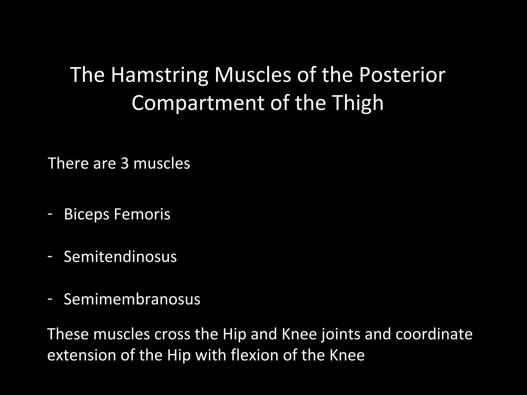 Slideshow: Posterior Thigh Hamstrings | PPT