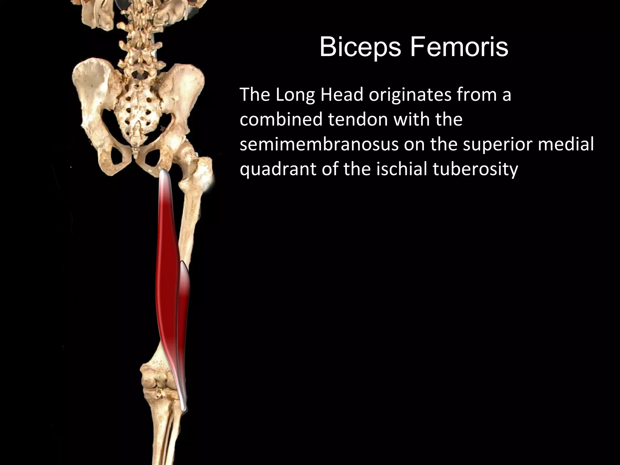 Slideshow: Posterior Thigh Hamstrings | PPT