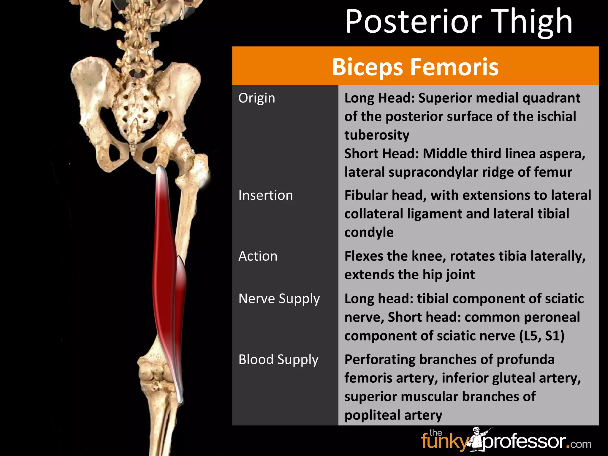 Slideshow: Posterior Thigh Hamstrings | PPT