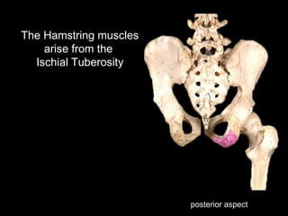 Slideshow: Posterior Thigh Hamstrings | PPT