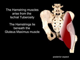 Slideshow: Posterior Thigh Hamstrings | PPT