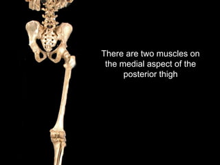 Slideshow: Posterior Thigh Hamstrings | PPT