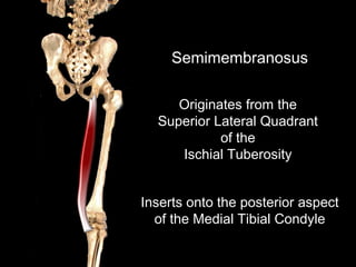 Slideshow: Posterior Thigh Hamstrings | PPT