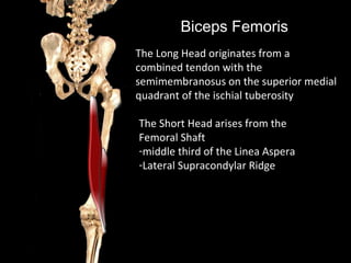 Slideshow: Posterior Thigh Hamstrings | PPT