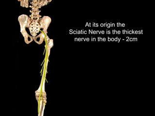Slideshow: Posterior Thigh Hamstrings | PPT
