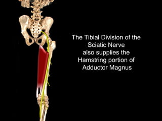 Slideshow: Posterior Thigh Hamstrings | PPT