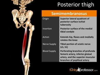 Hamstring Muscles Origin And Insertion