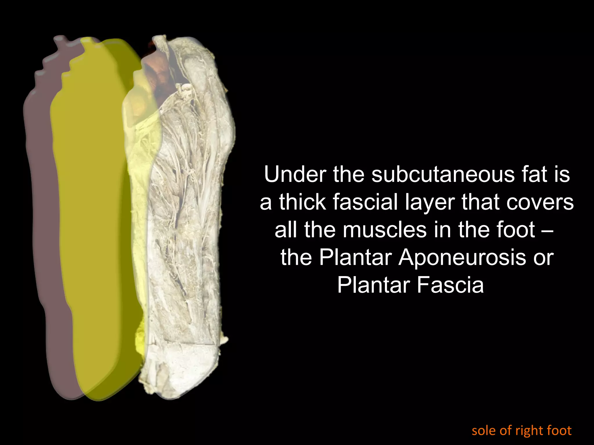 Slideshow: The Foot | PPT