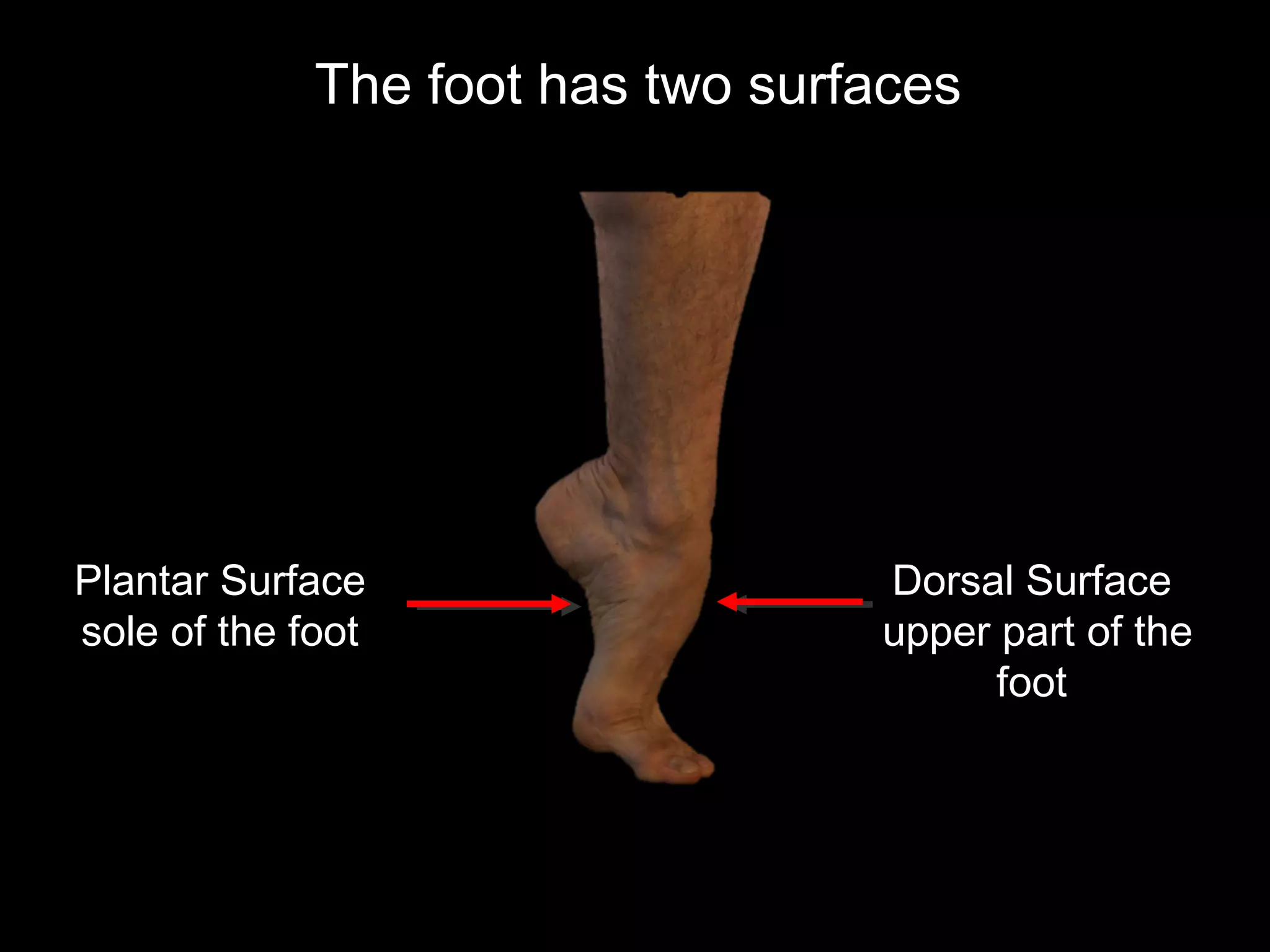 Slideshow: The Foot | PPT