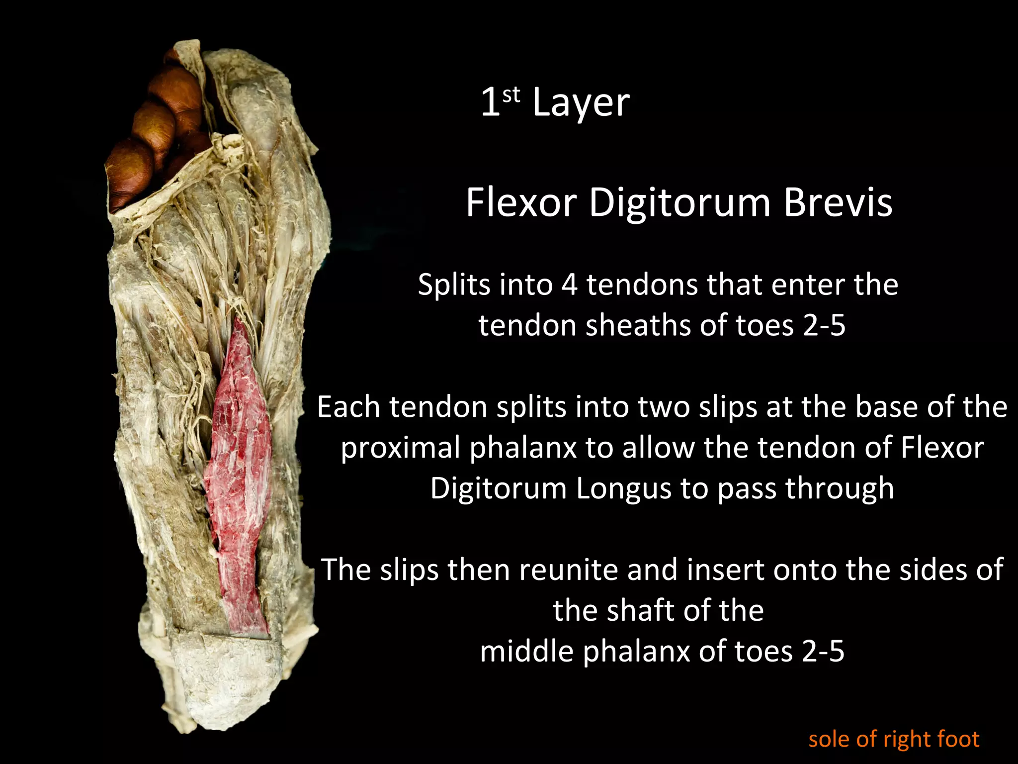 Slideshow: The Foot | PPT