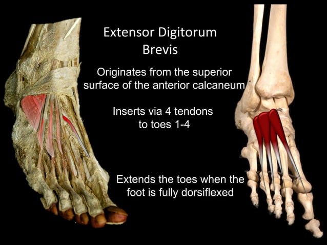Slideshow: The Foot | PPT