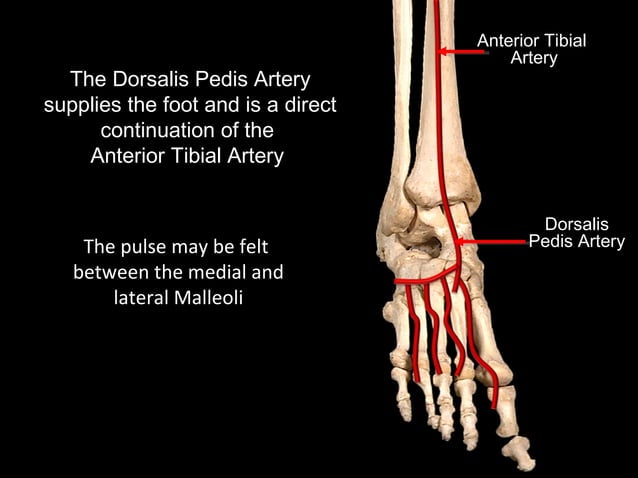 Slideshow: The Foot | PPT