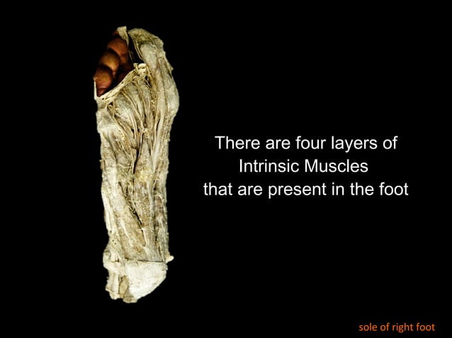Slideshow: The Foot | PPT