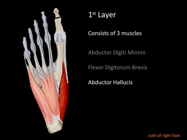 Slideshow: The Foot | PPT
