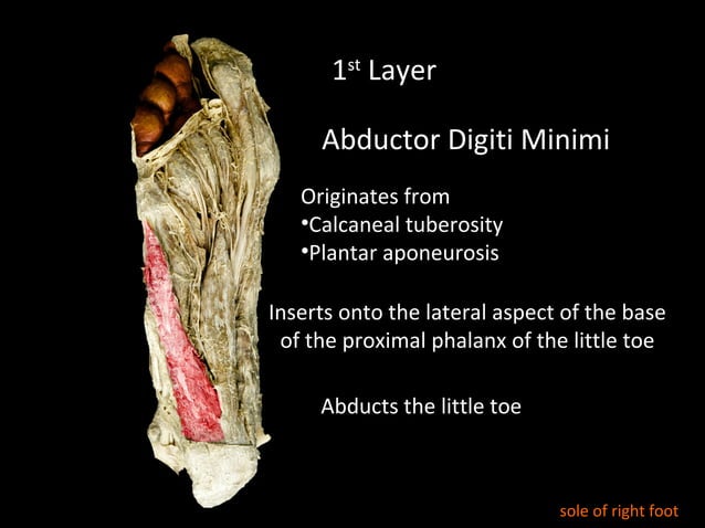 Slideshow: The Foot | PPT