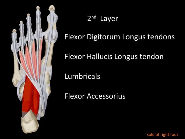 Slideshow: The Foot | PPT