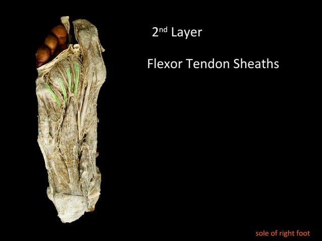 Slideshow: The Foot | PPT