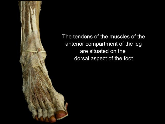 Slideshow: The Foot | PPT