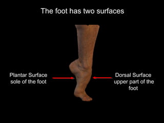 Plantar Aspect Of Foot