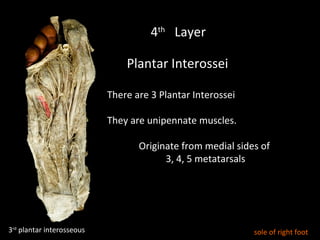 Plantar Interosseous