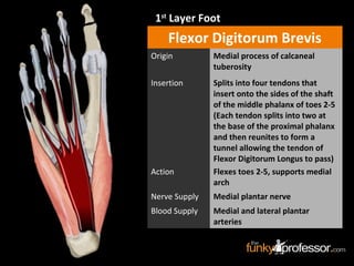 Flexor Digitorum Longus Origin And Insertion