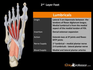 Lumbricals Of Foot