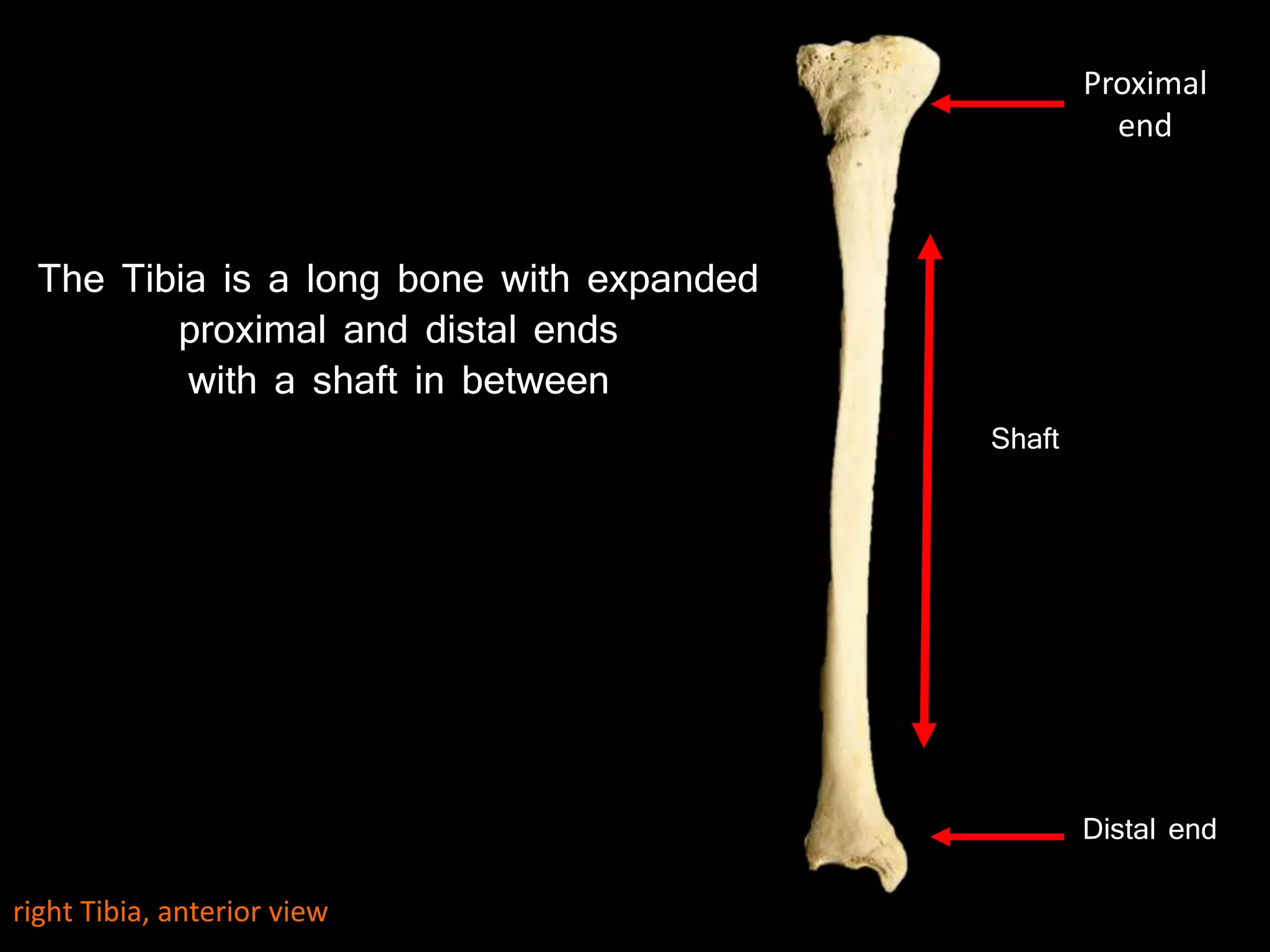 Slideshow: Tibia | PPTX