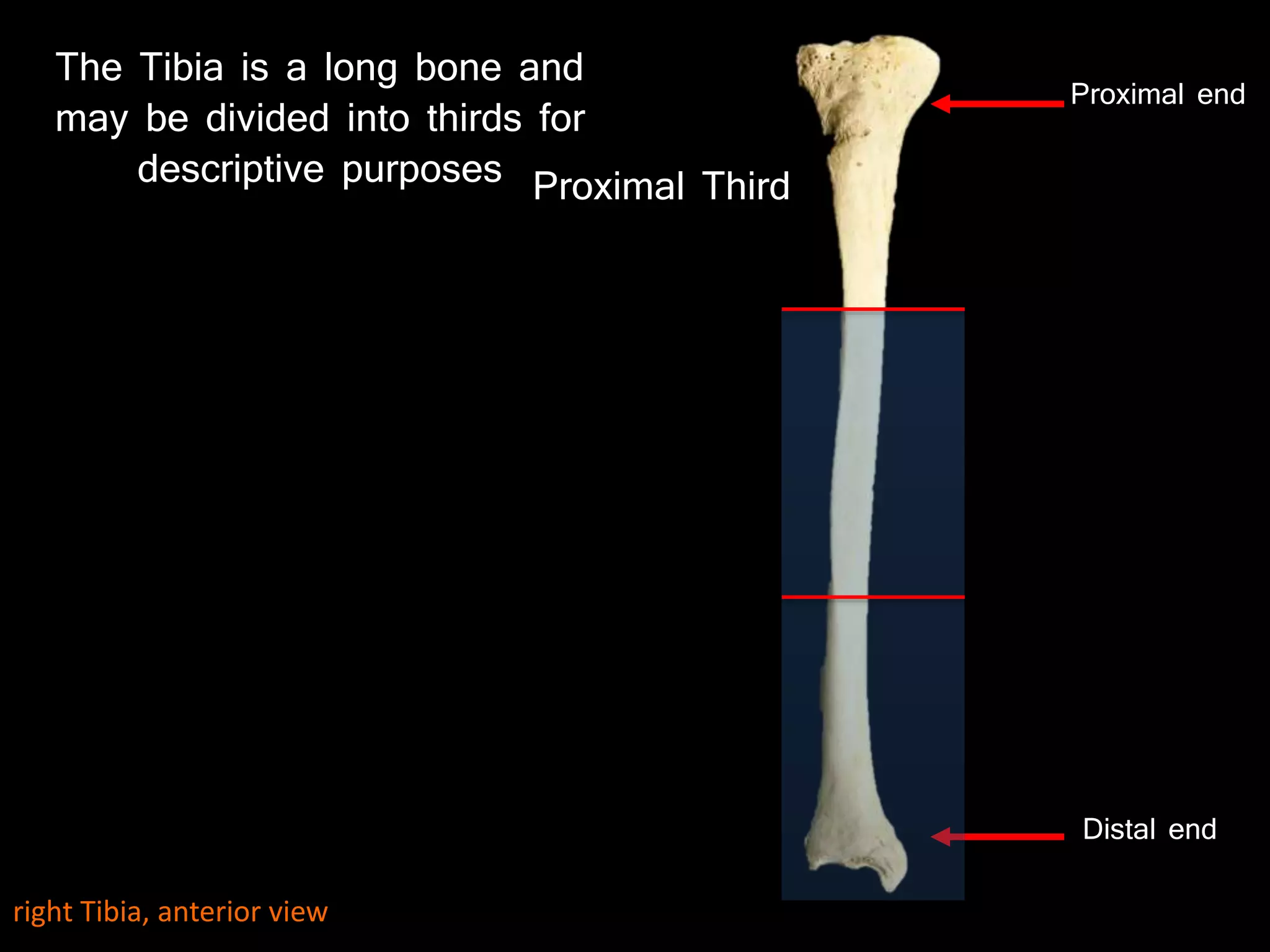 Slideshow: Tibia | PPTX