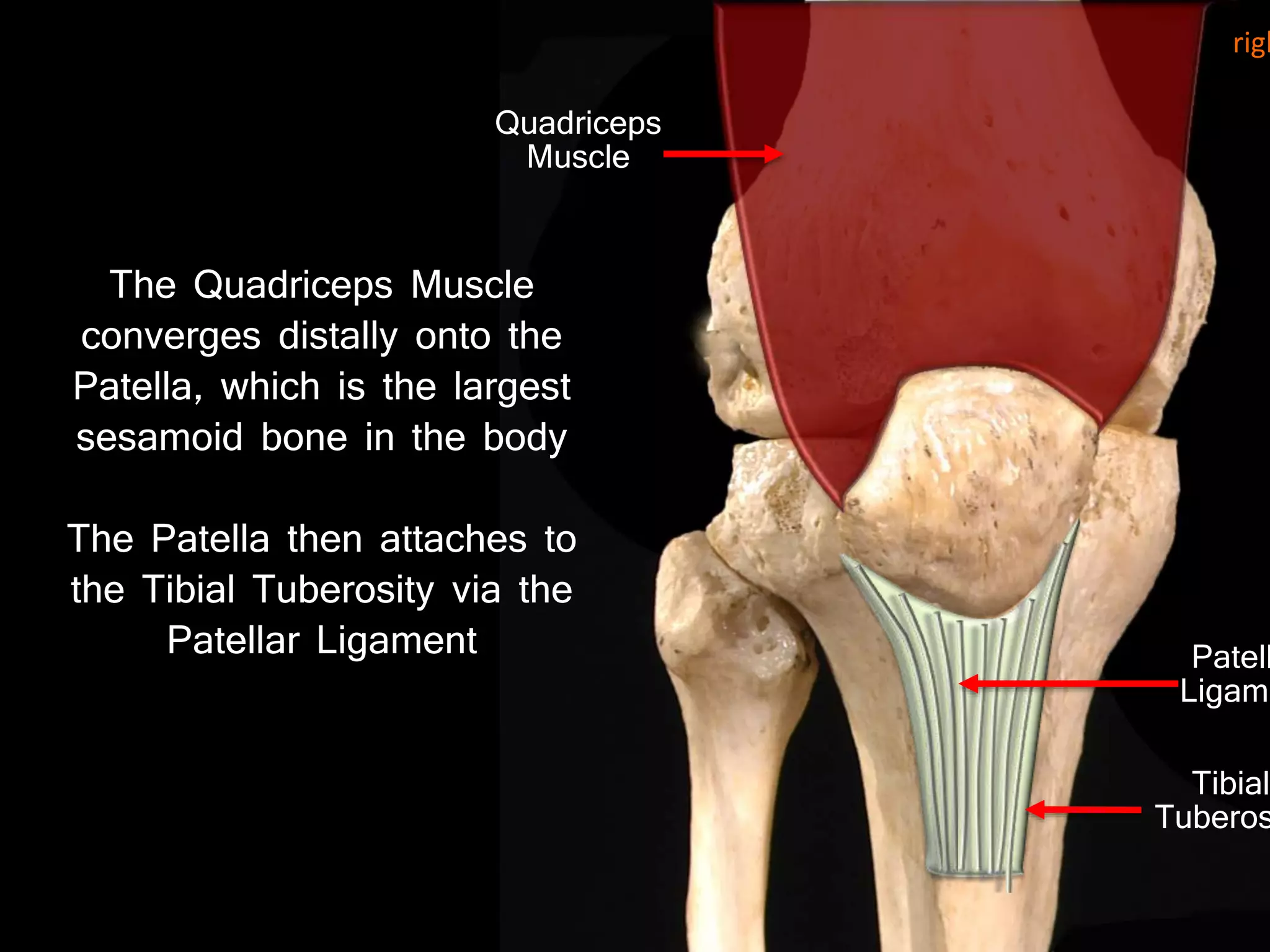 Slideshow: Tibia | PPTX