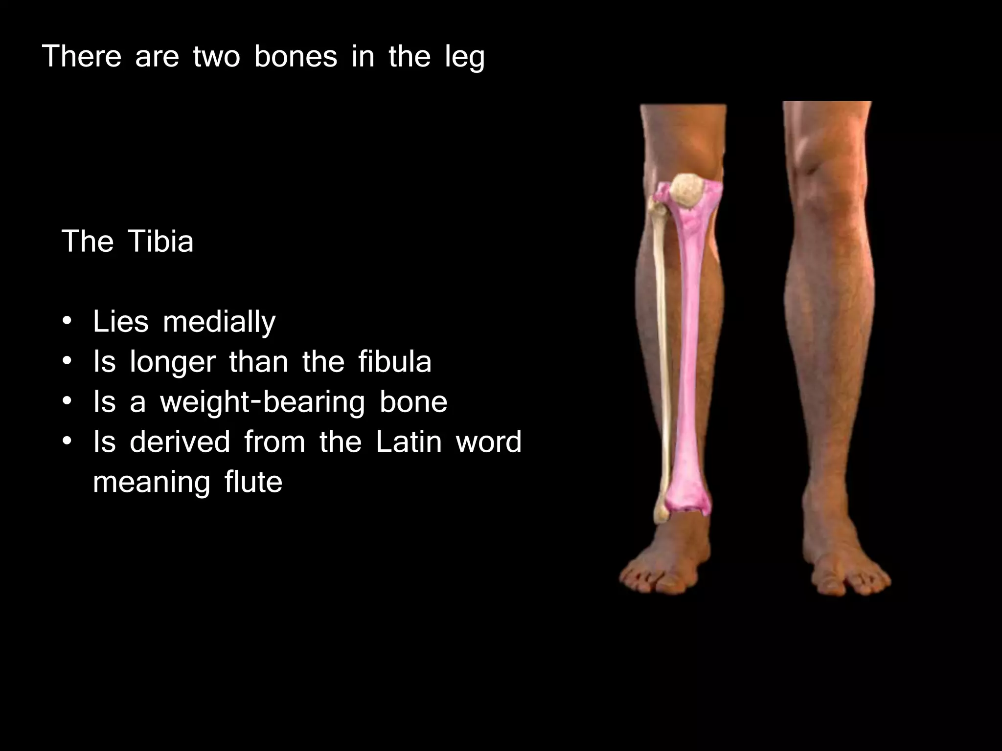 Slideshow: Tibia | PPTX