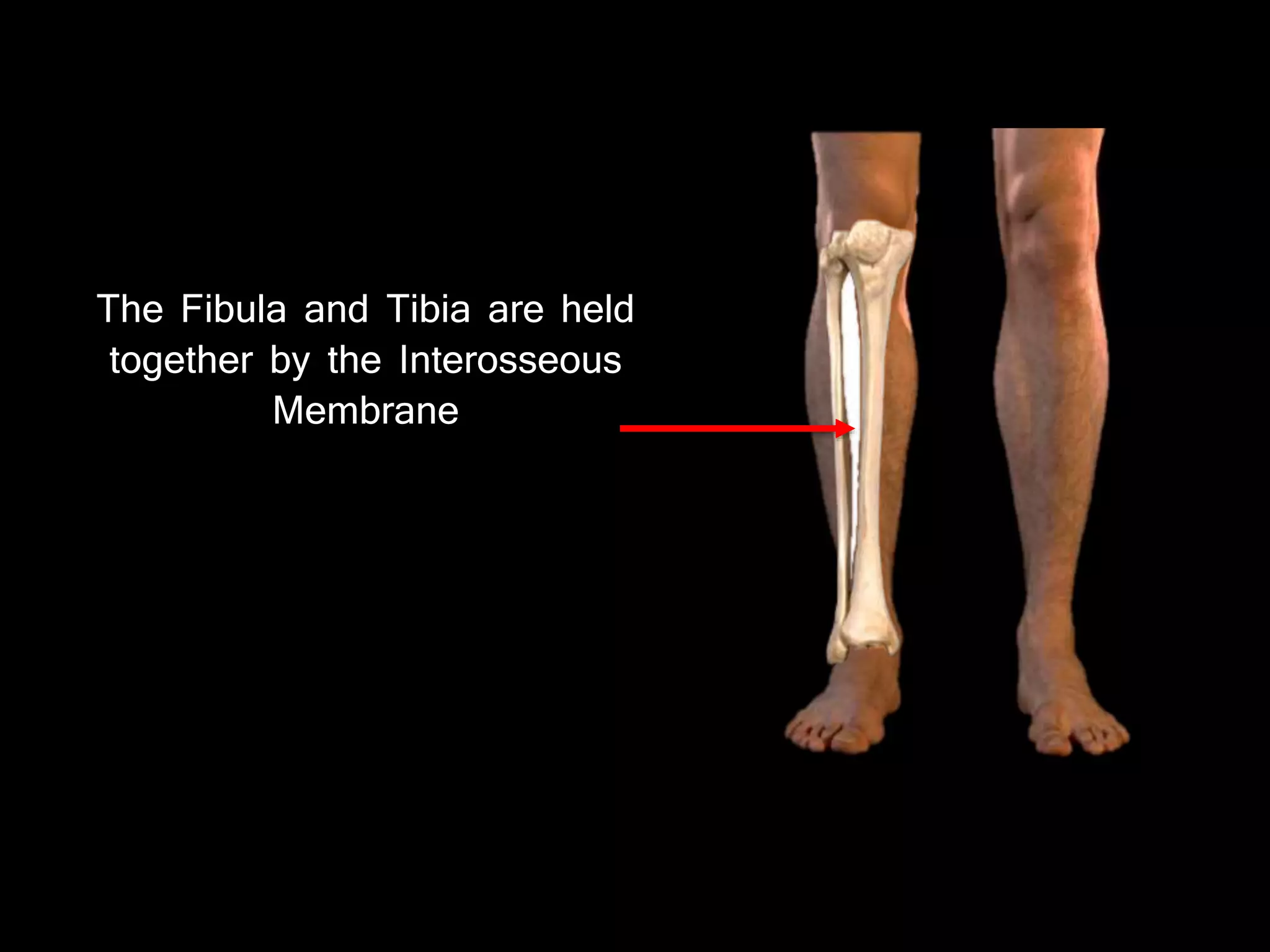 Slideshow: Tibia | PPTX