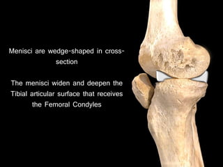 Tibia: Anatomy And Clinical Notes Kenhub, 48% OFF