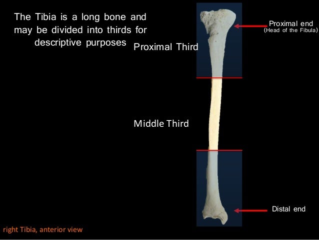 Slideshow: Tibia