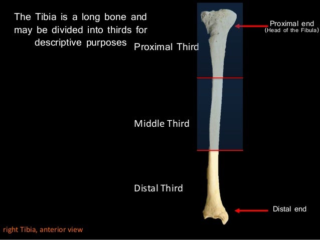 Distal Upper Extremity Anatomy Superficial Peroneal And Sural Nerve