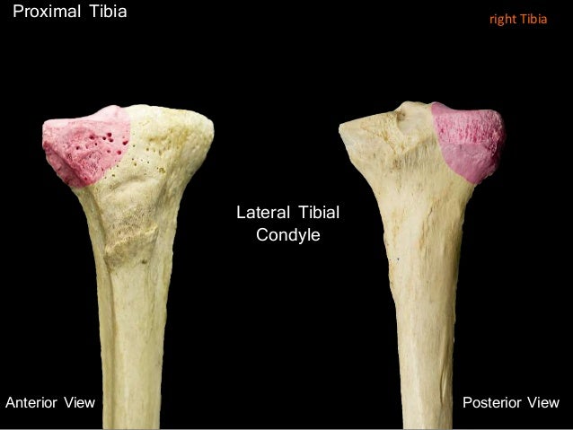 Proximale Tibia