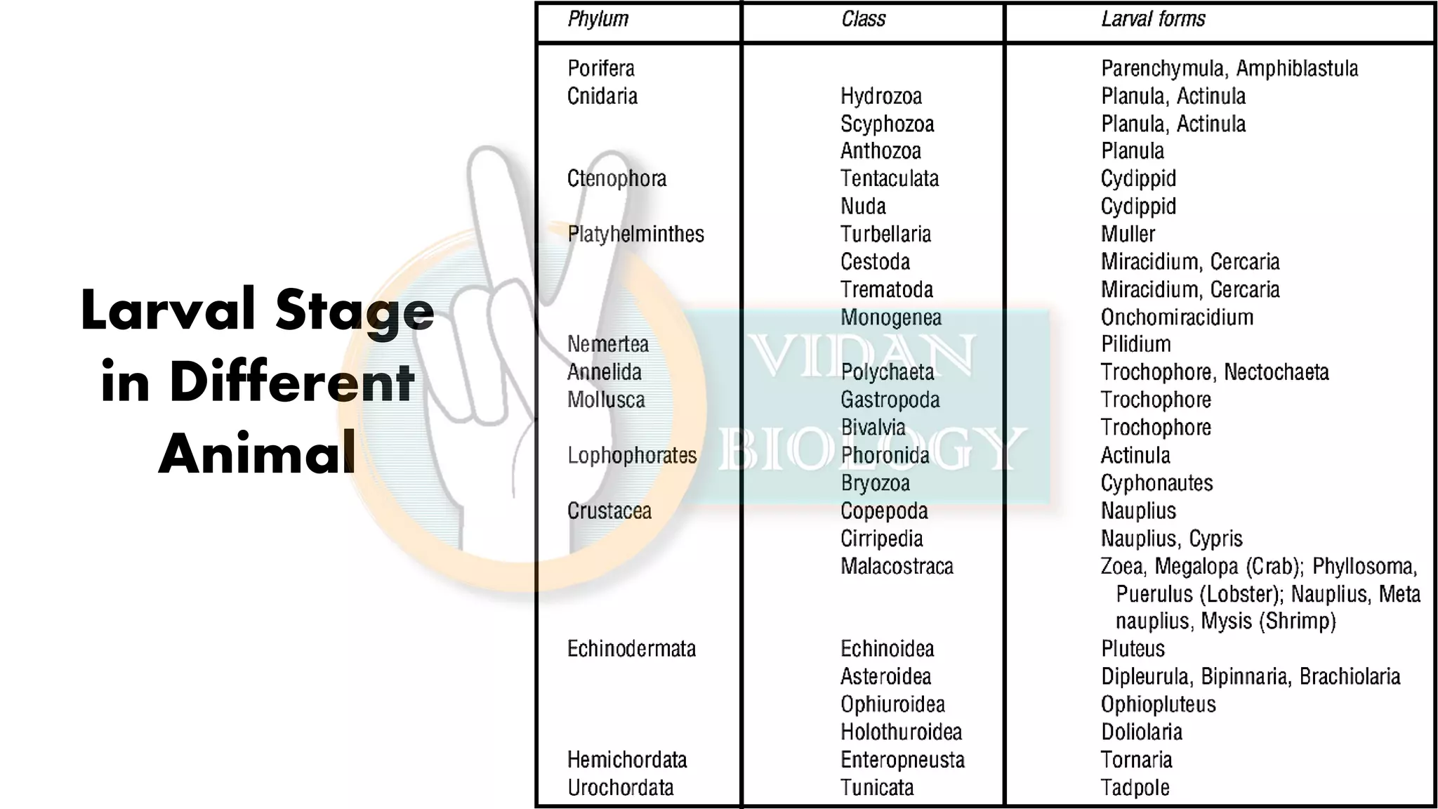 Larval Stage in Different Animal | PDF