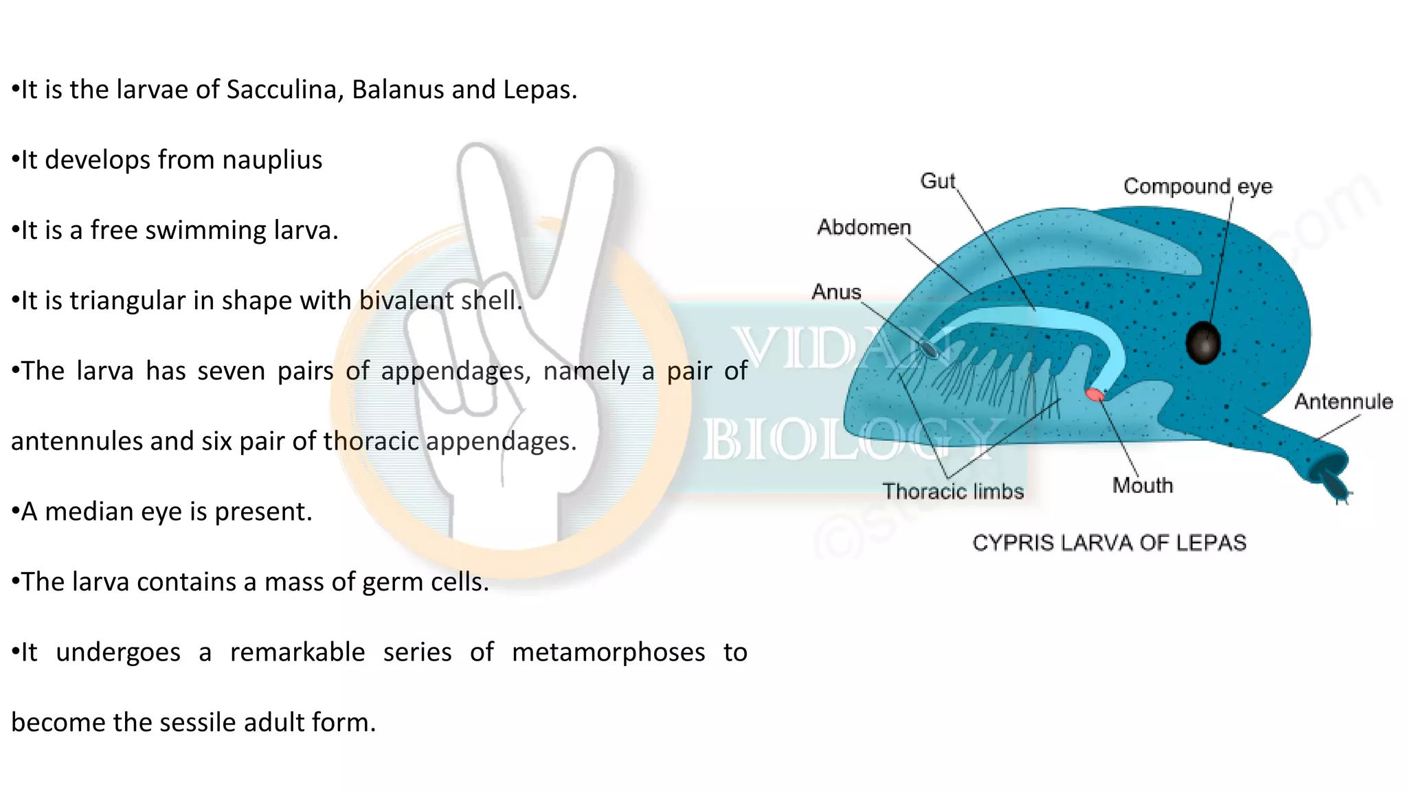 Larval Stage in Different Animal | PDF