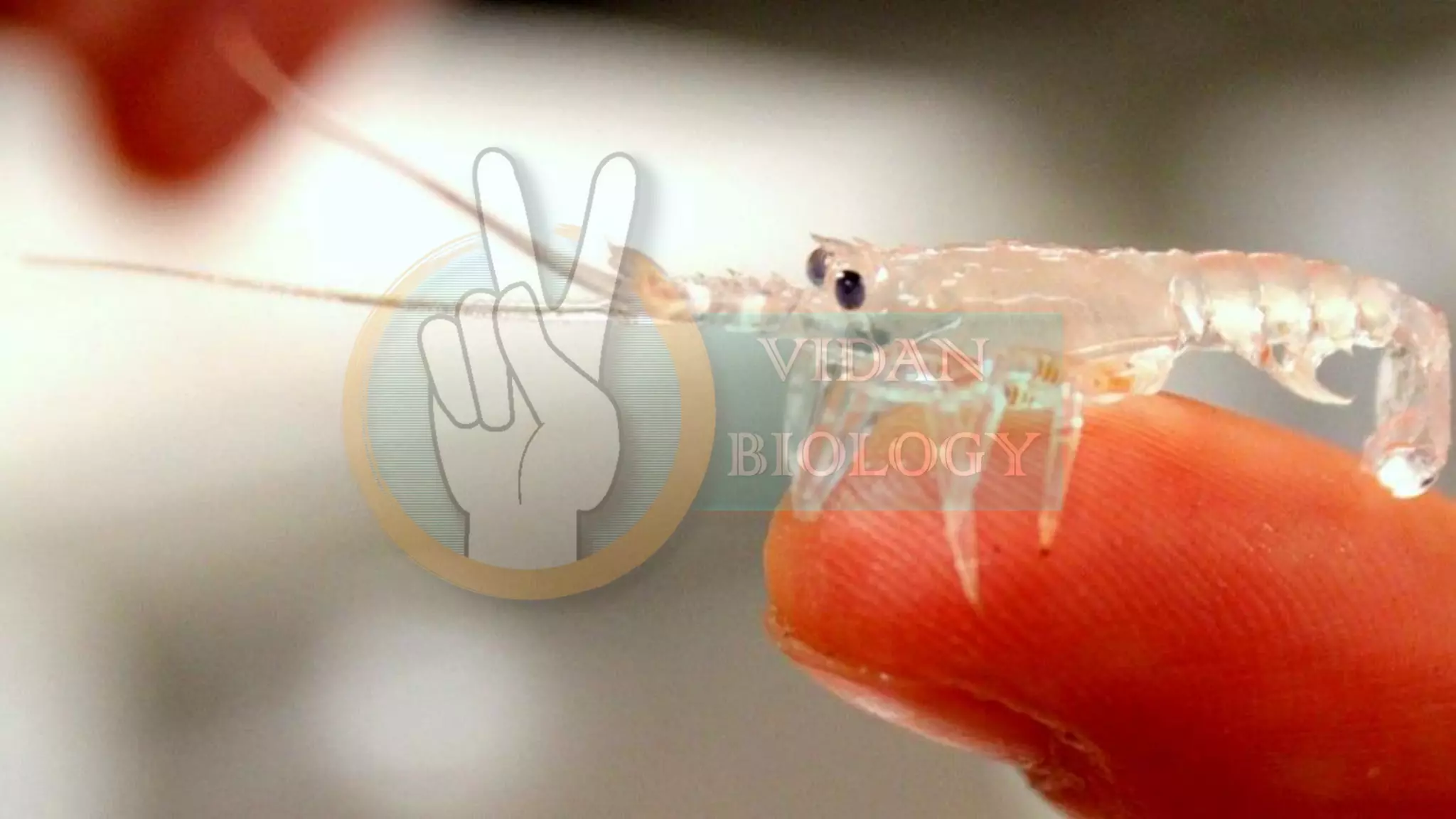 Larval Stage in Different Animal | PDF