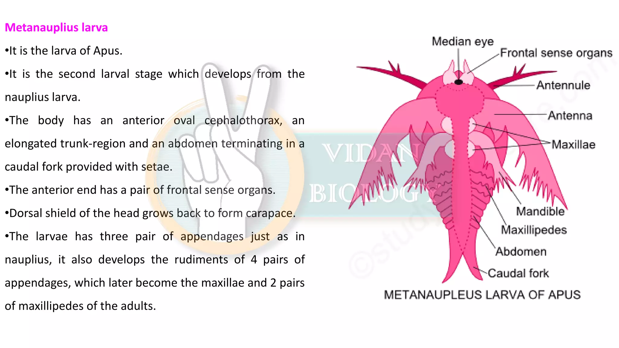 Larval Stage in Different Animal | PDF