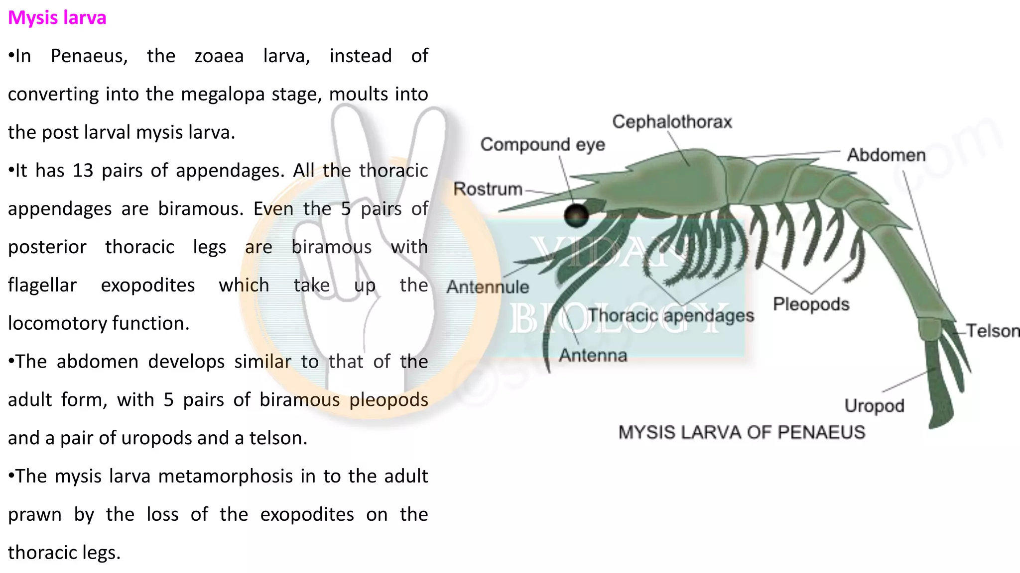 Larval Stage in Different Animal | PDF