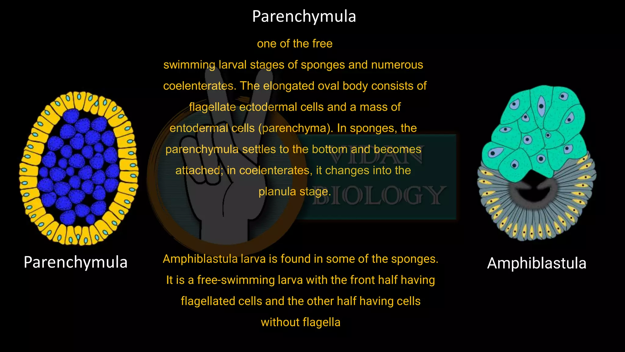 Larval Stage in Different Animal | PDF