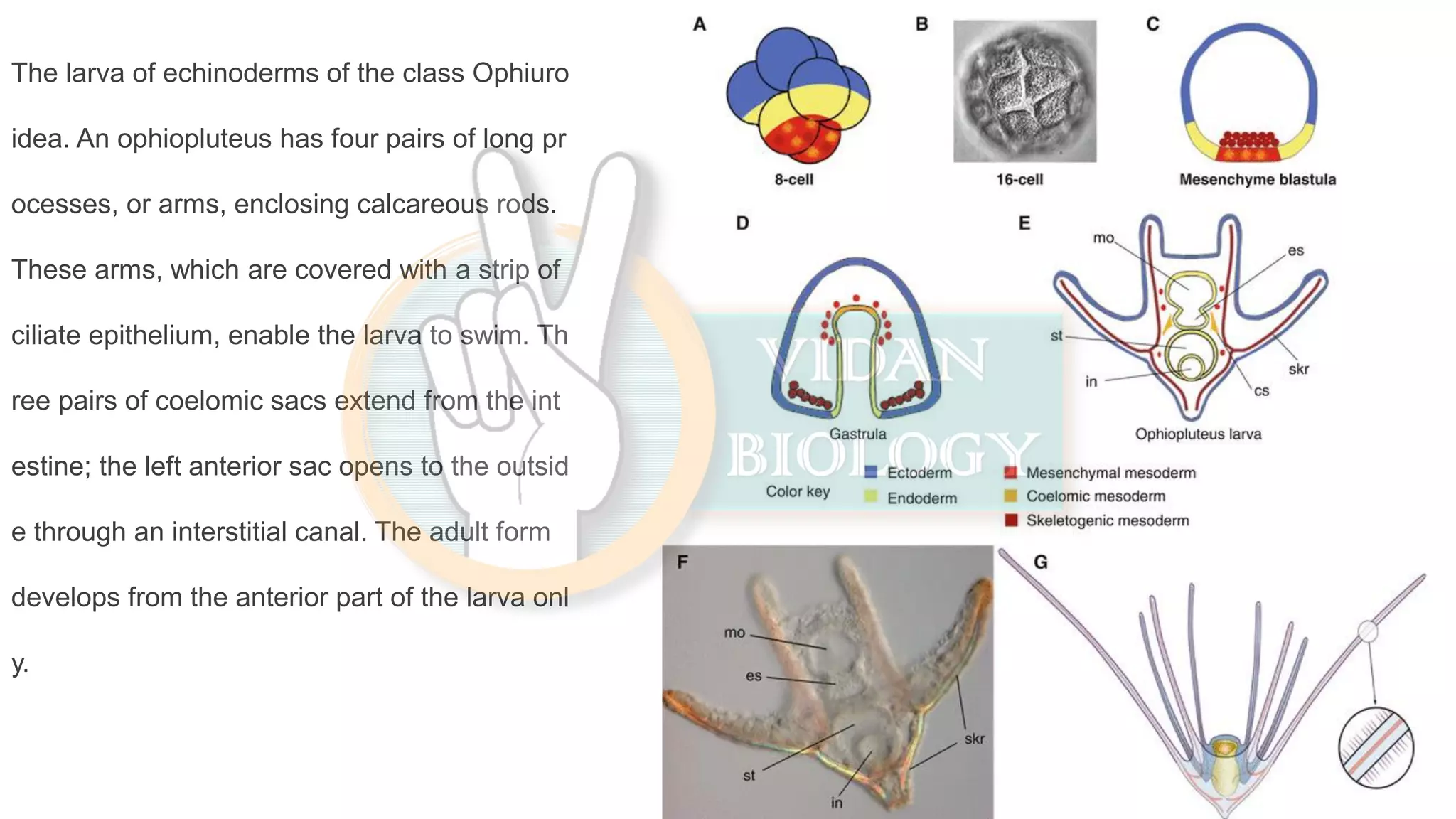 Larval Stage in Different Animal | PDF