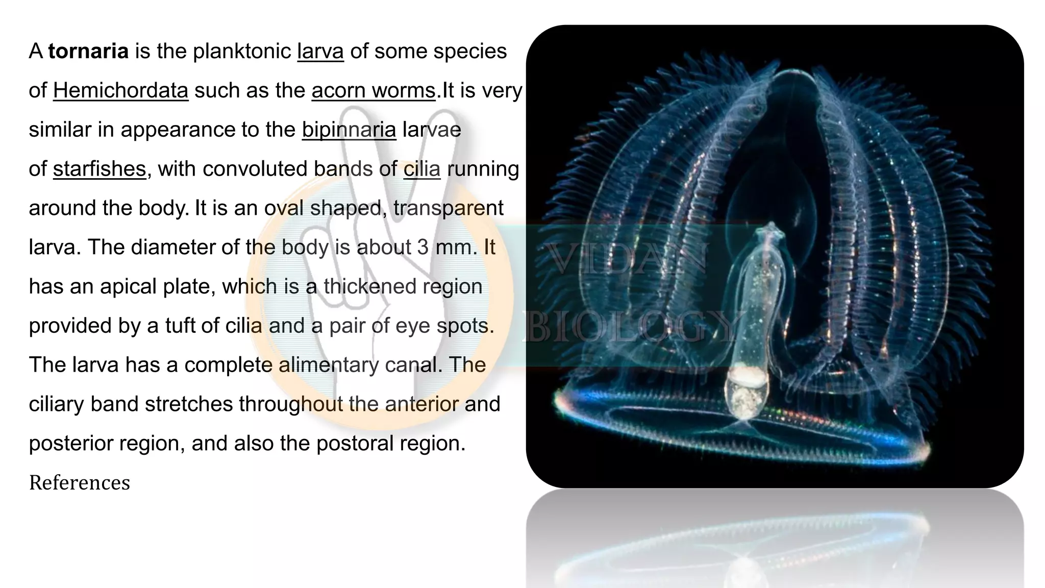 Larval Stage in Different Animal | PDF