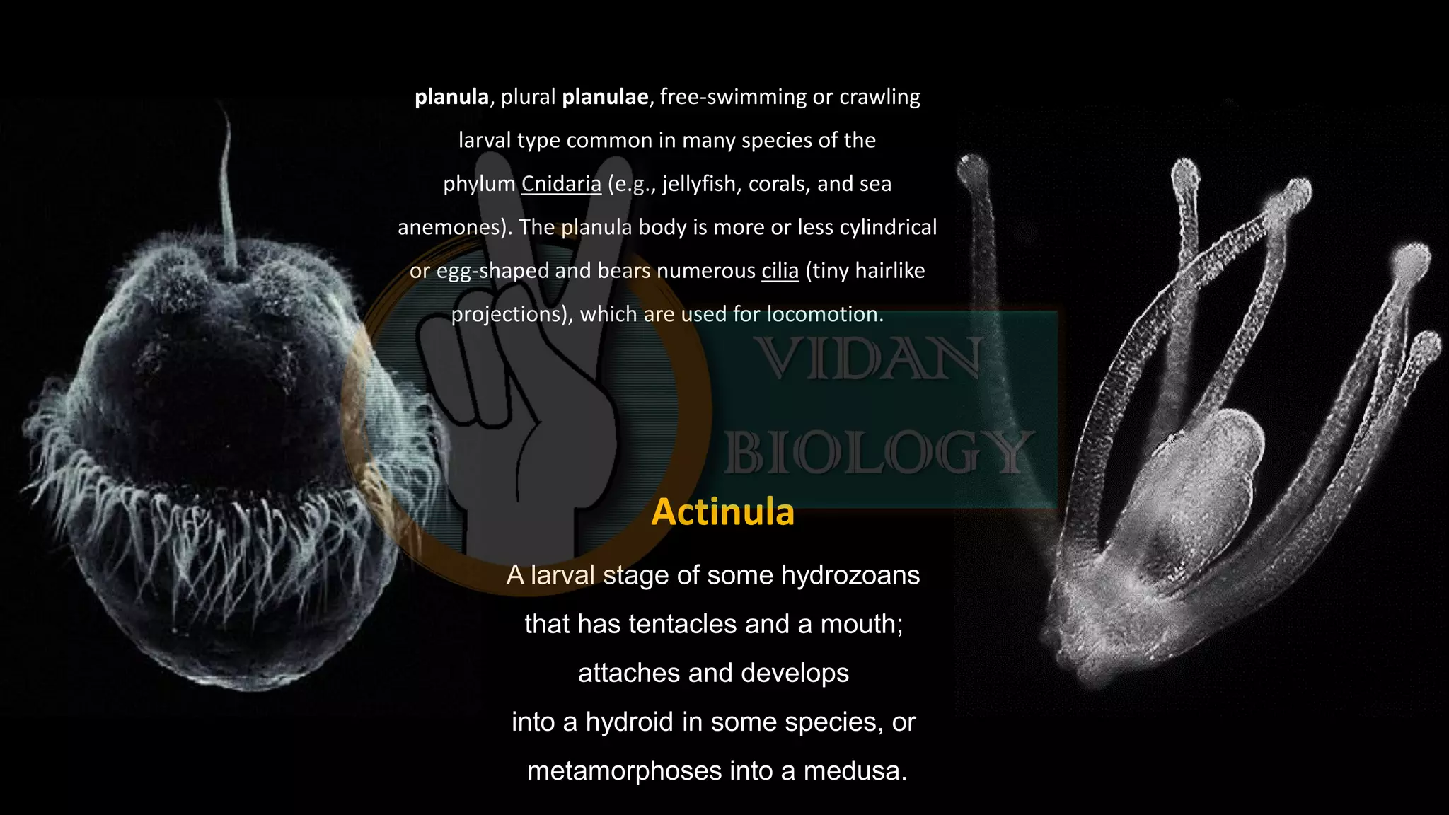 Larval Stage in Different Animal | PDF