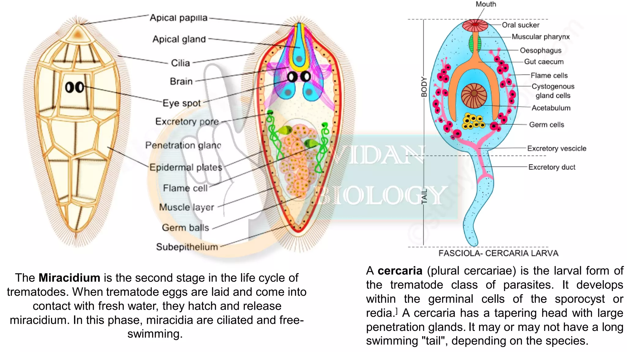 Larval Stage in Different Animal | PDF