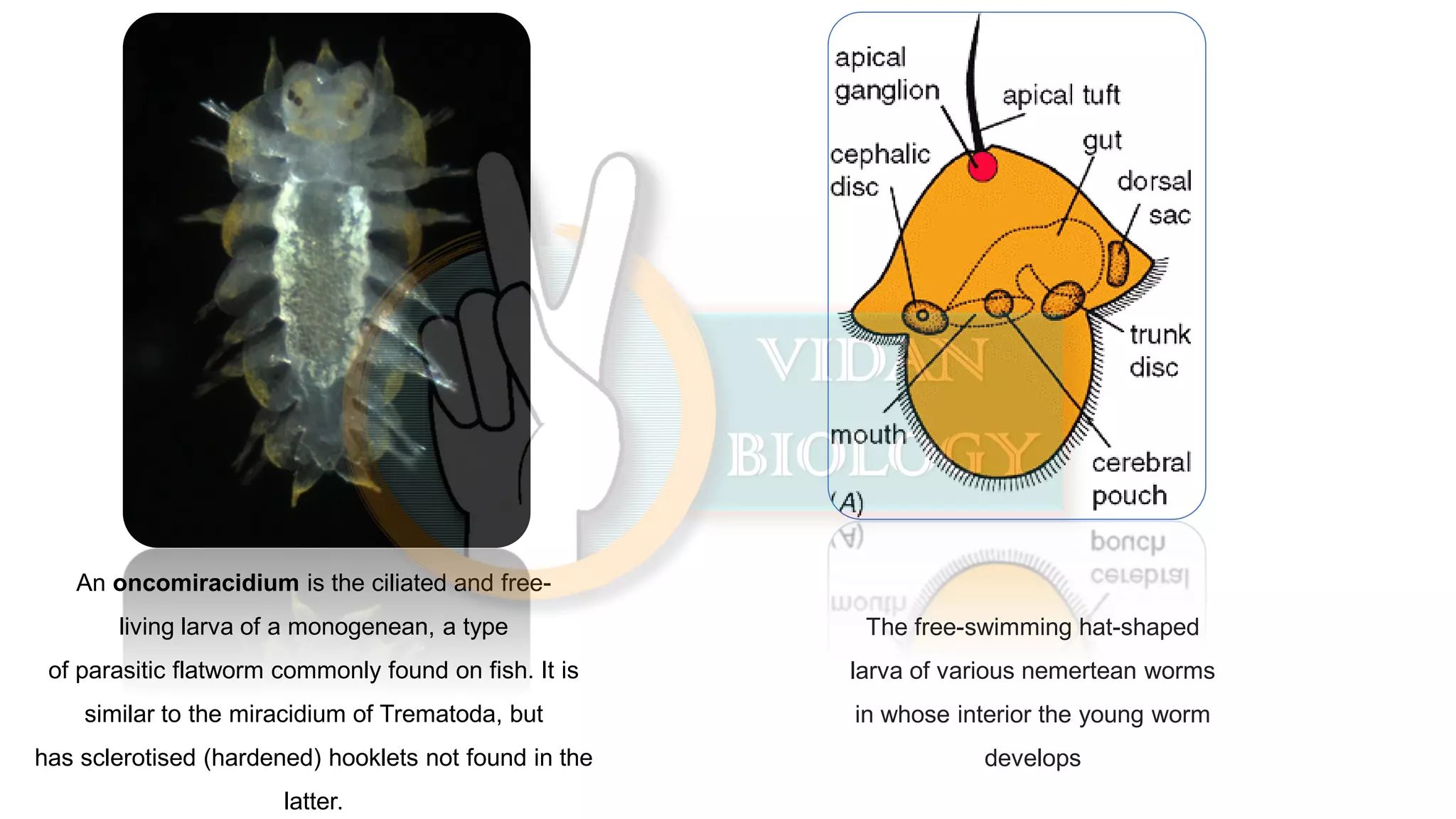 Larval Stage in Different Animal | PDF