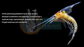 Larval Stage in Different Animal | PDF