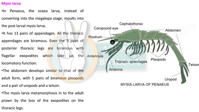 Larval Stage in Different Animal | PDF